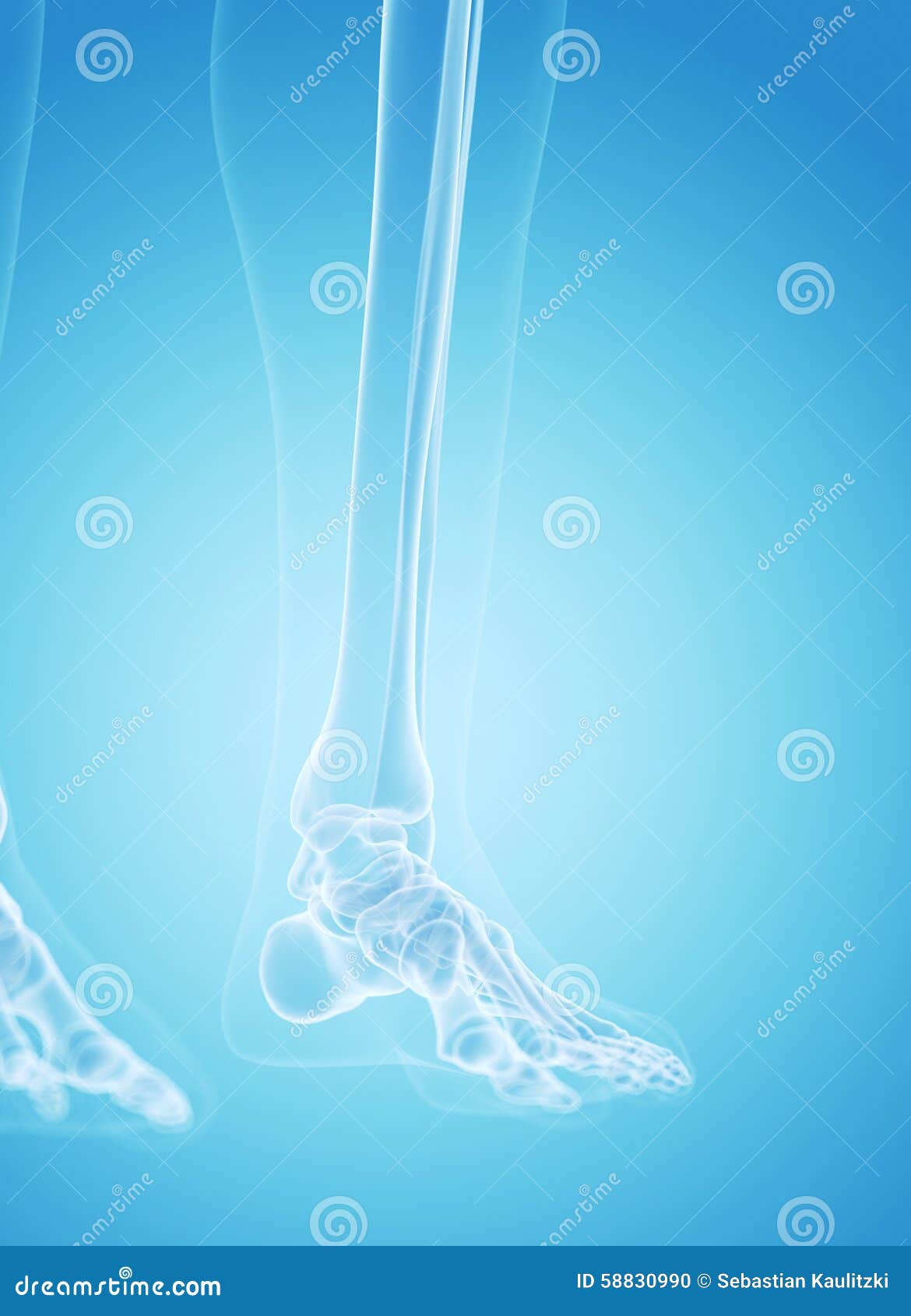 Human Skeleton Feet Stock Illustrations – 755 Human Skeleton Feet Stock ...