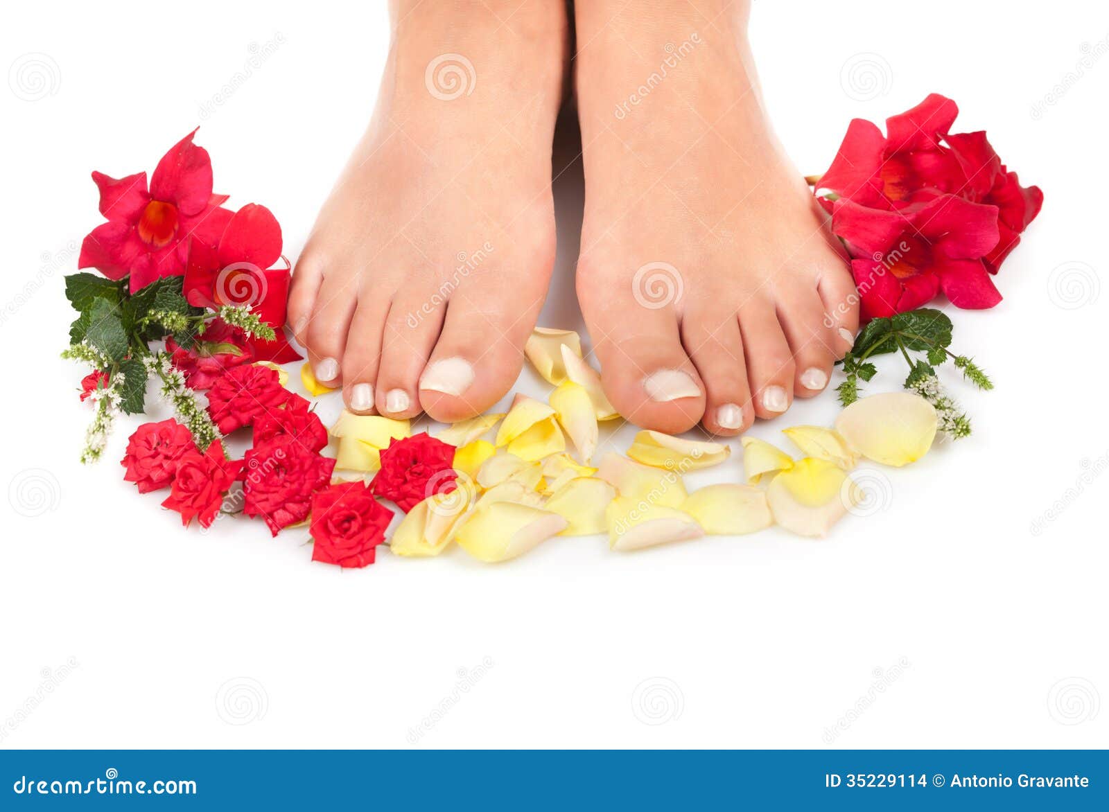 Feet qnd roses stock photo. Image of aroma, french, female - 35229114
