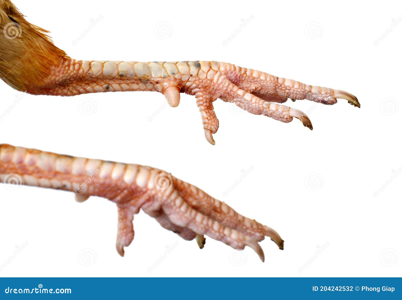 Talons of the. stock photo. Image of rhode, bird, postcard - 204242532