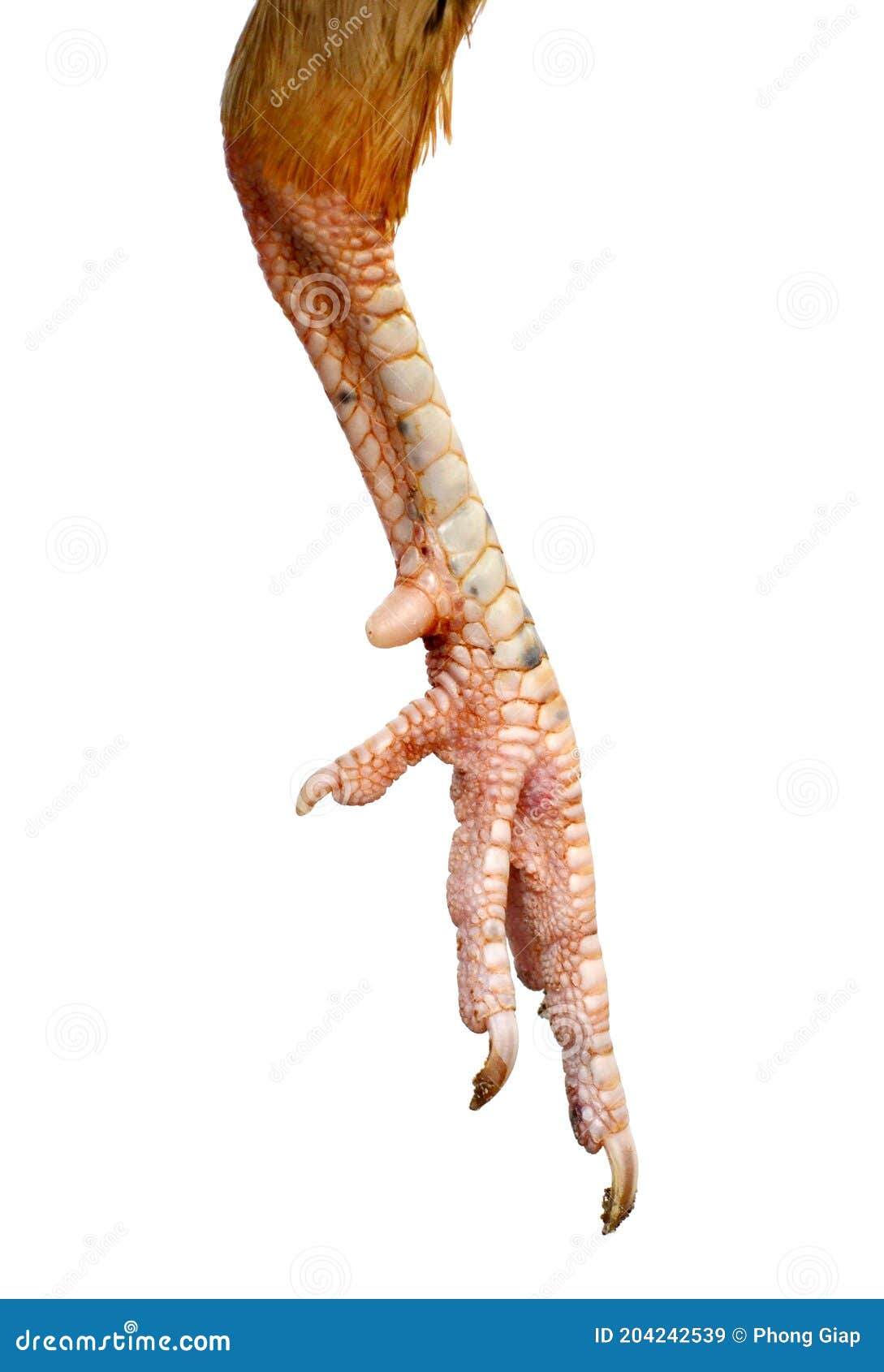Talons of the. stock image. Image of chicken, rooster - 204242539