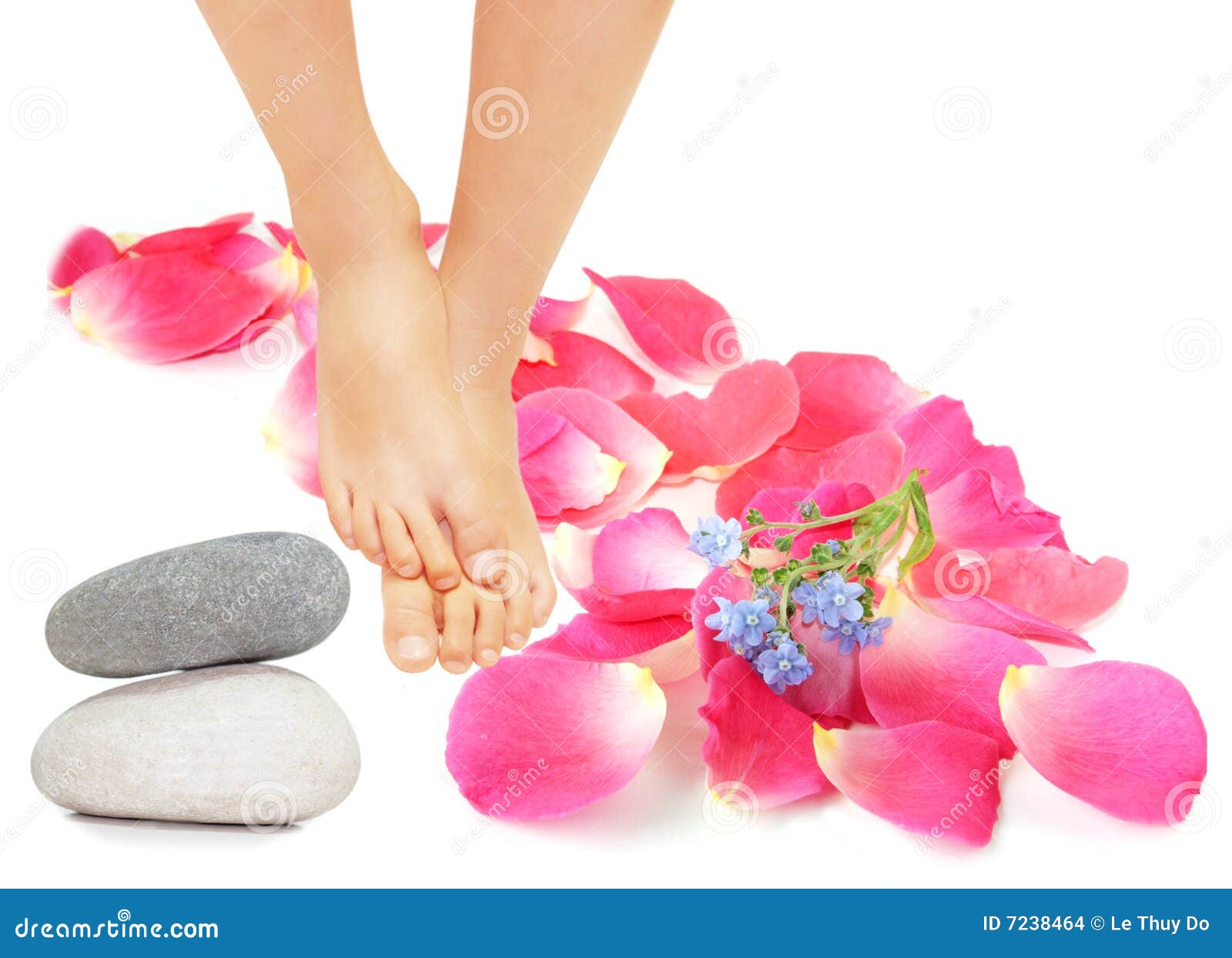 Feet and rose stock photo. Image of pedicure, footcare - 7238464