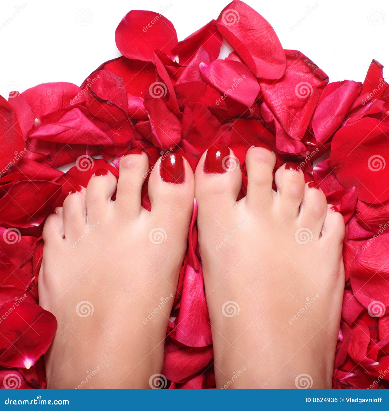 Feet and rose-petals stock photo. Image of fresh, feet - 8624936