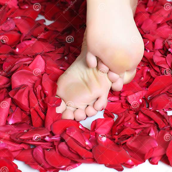 Feet and rose-petals stock photo. Image of pink, female - 8667868