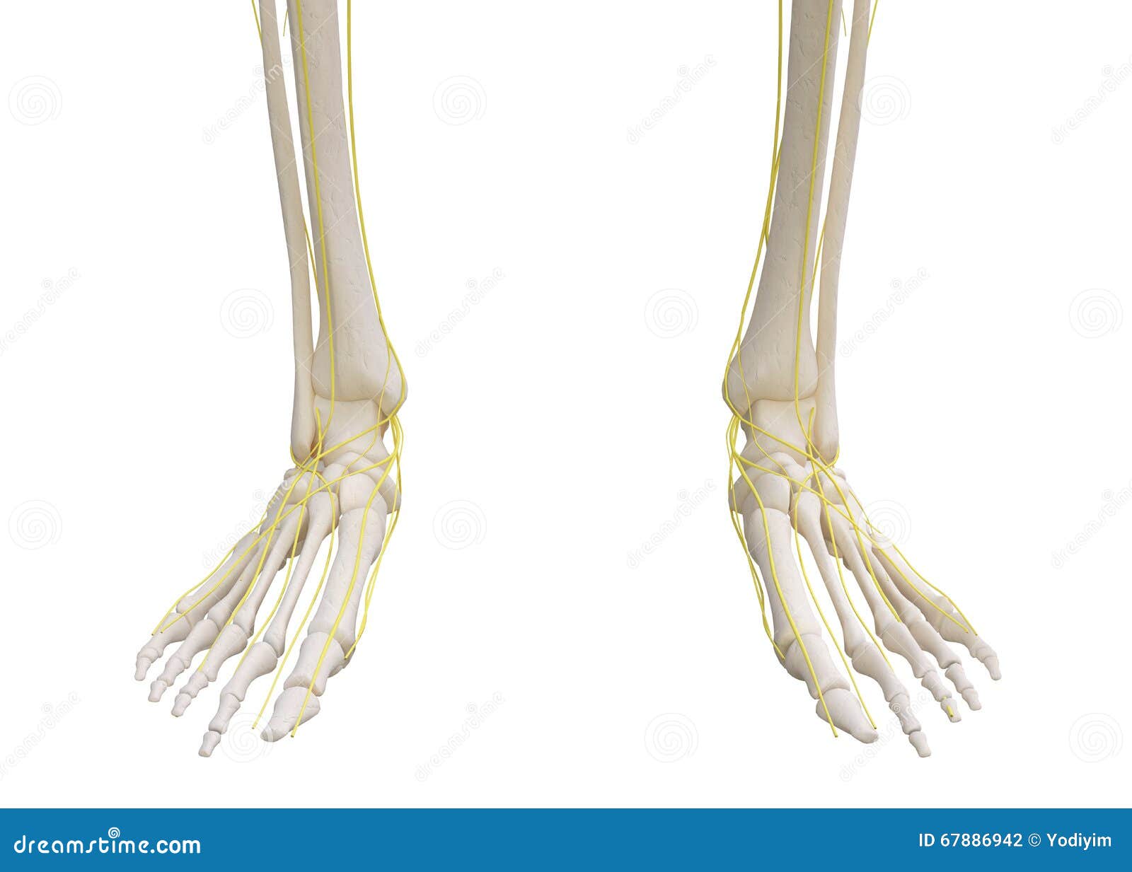 Feet Skeleton with Nervous System. Stock Illustration - Illustration of ...