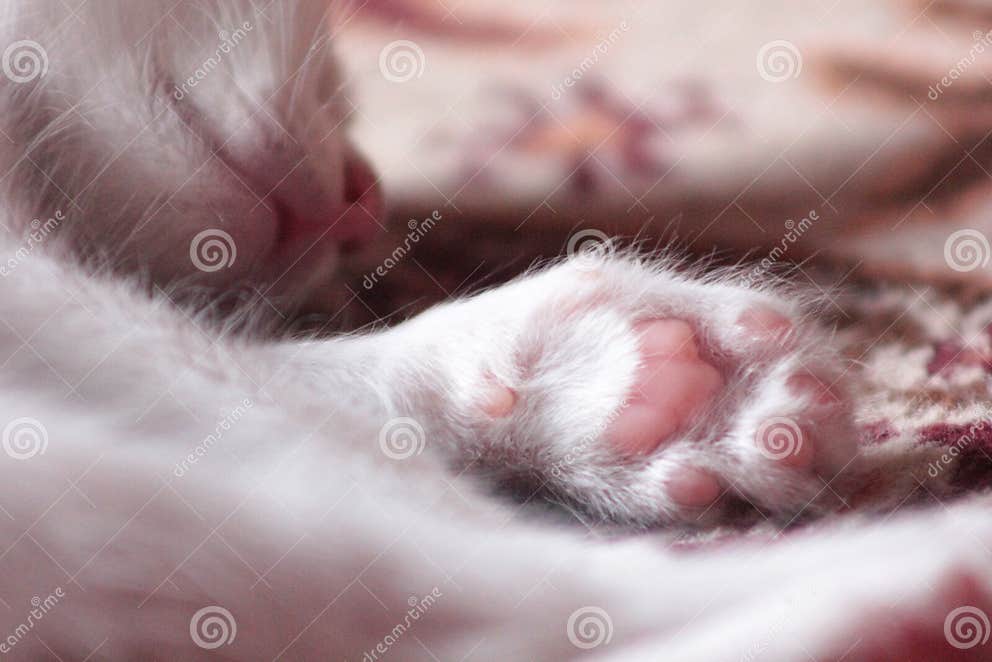 Feet of a sleeping kitten stock image. Image of kitten - 256062449