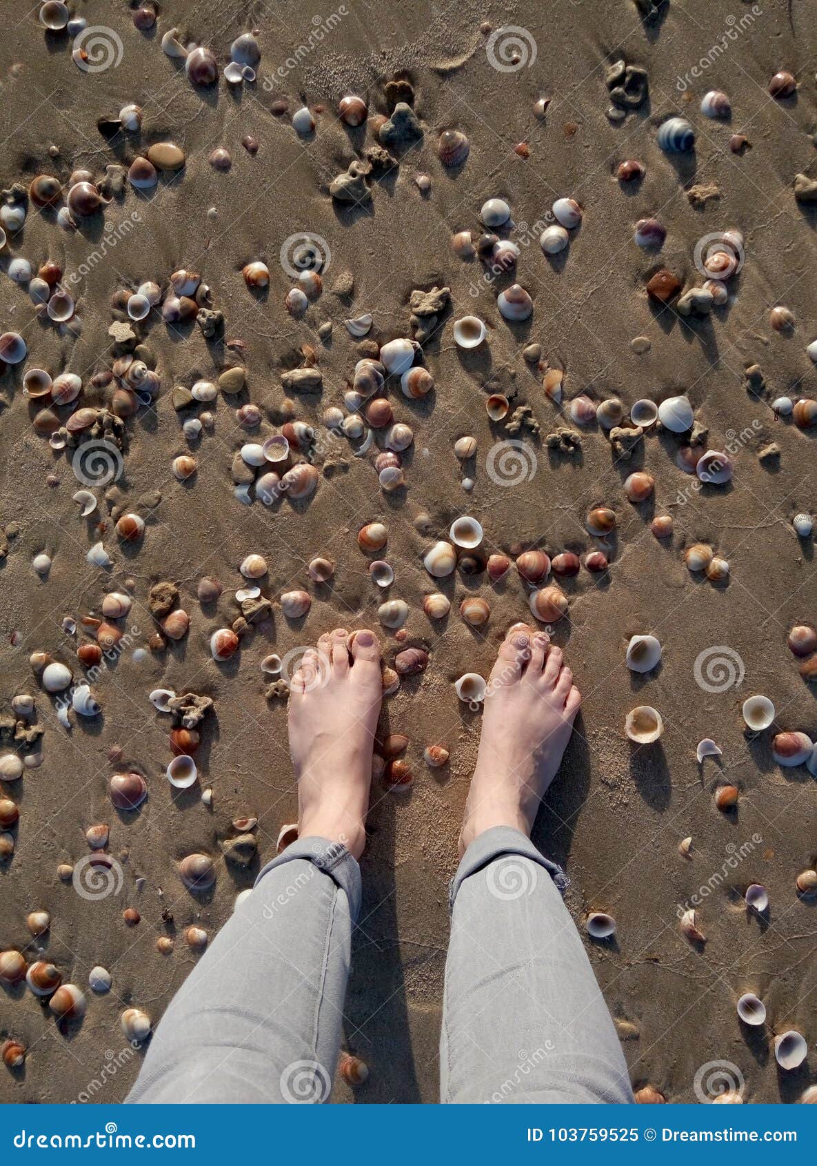 Feet Standing on a Sandy Beach with Seashells Stock Image - Image of ...