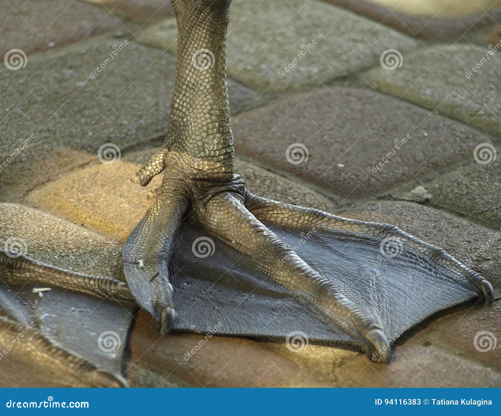 Feet of a swan stock image. Image of hatchling, paws - 94116383