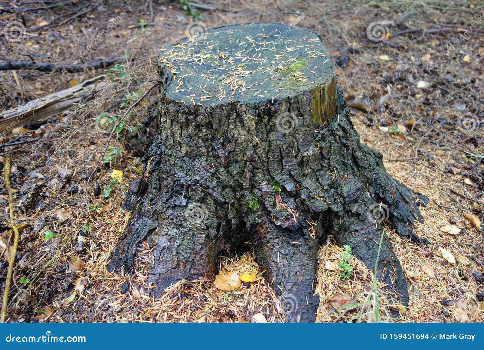 Feet of a Tree stock photo. Image of tree, stump, woodland - 159451694