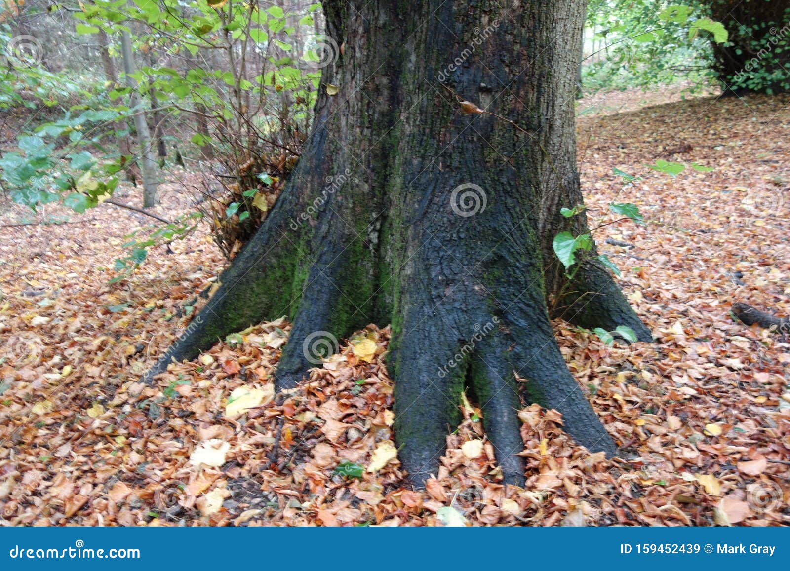 The Feet of Trees stock image. Image of tree, leaves - 159452439