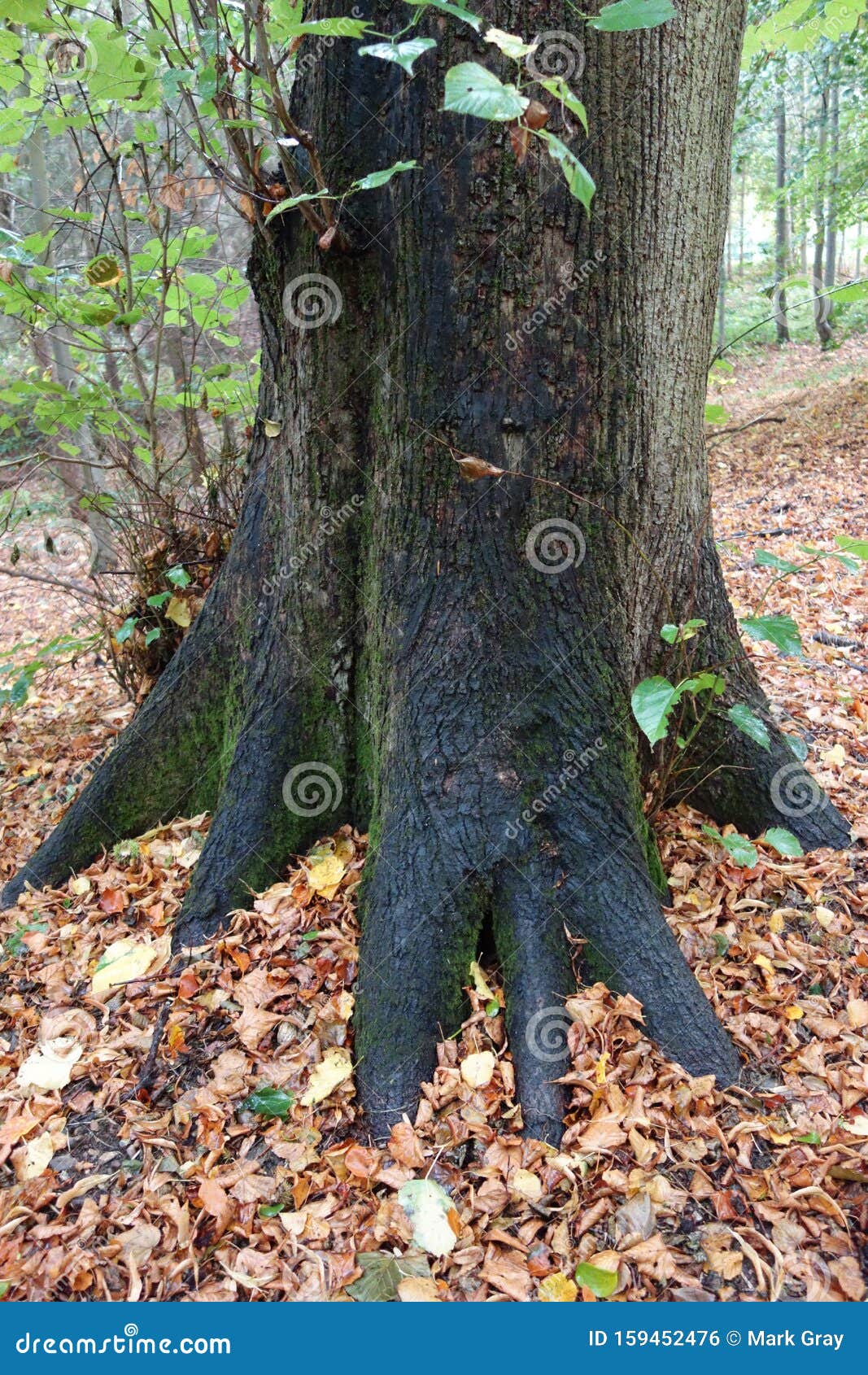 The Feet of Trees stock photo. Image of woodland, autumn - 159452476