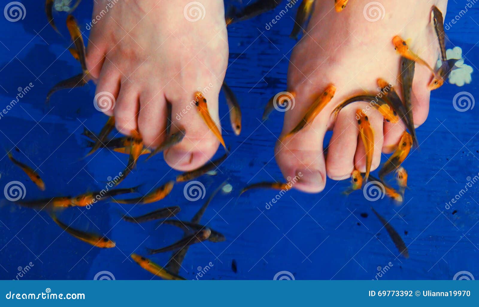 Feet Undergo Peeling Fish Procedure in Aquarium Stock Photo - Image of ...