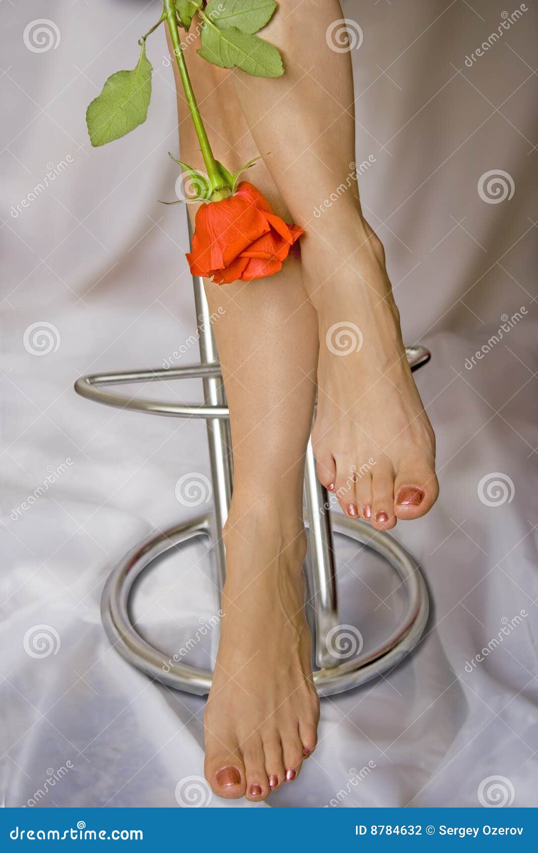 Feet of the Woman and a Rose Stock Photo - Image of adorable, beauty ...