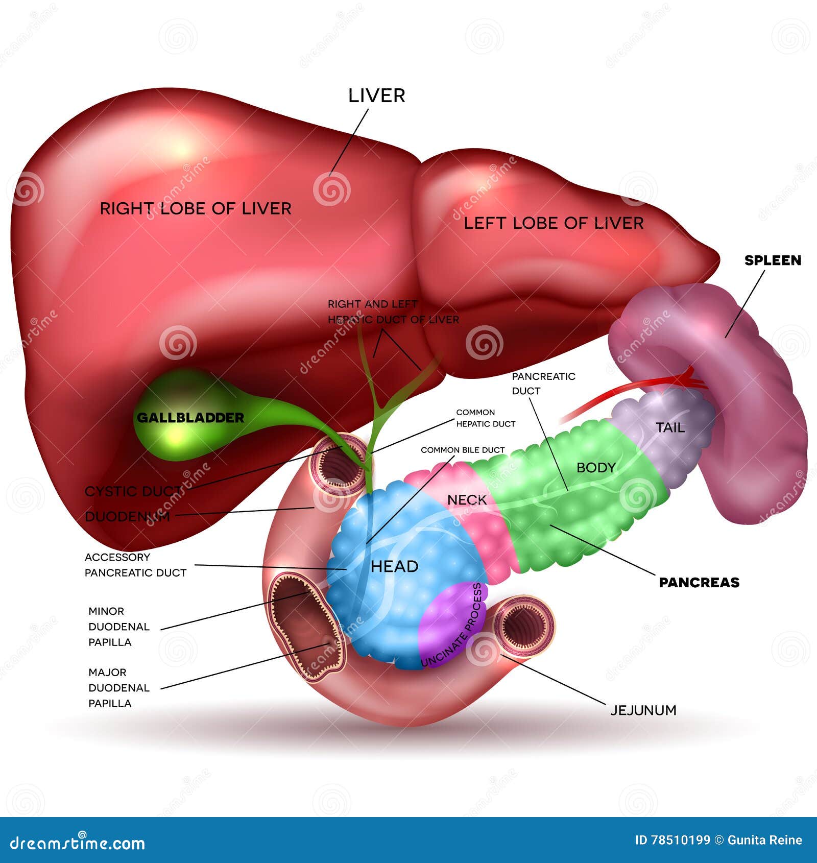 Fegato, Pancreas, Cistifellea Illustrazione Vettoriale - Illustrazione ...