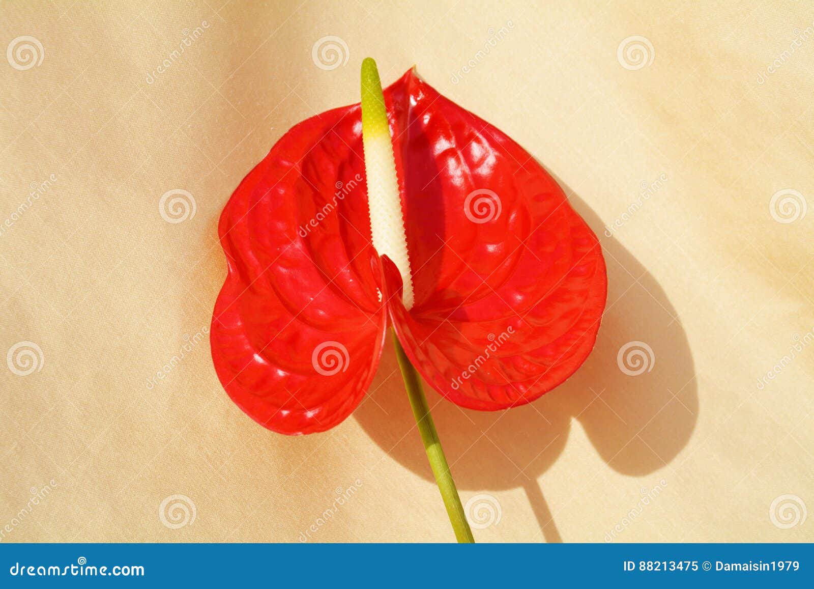 Feiern von Freude, Symbol stockbild. Bild von blume, anerkennung - 88213475