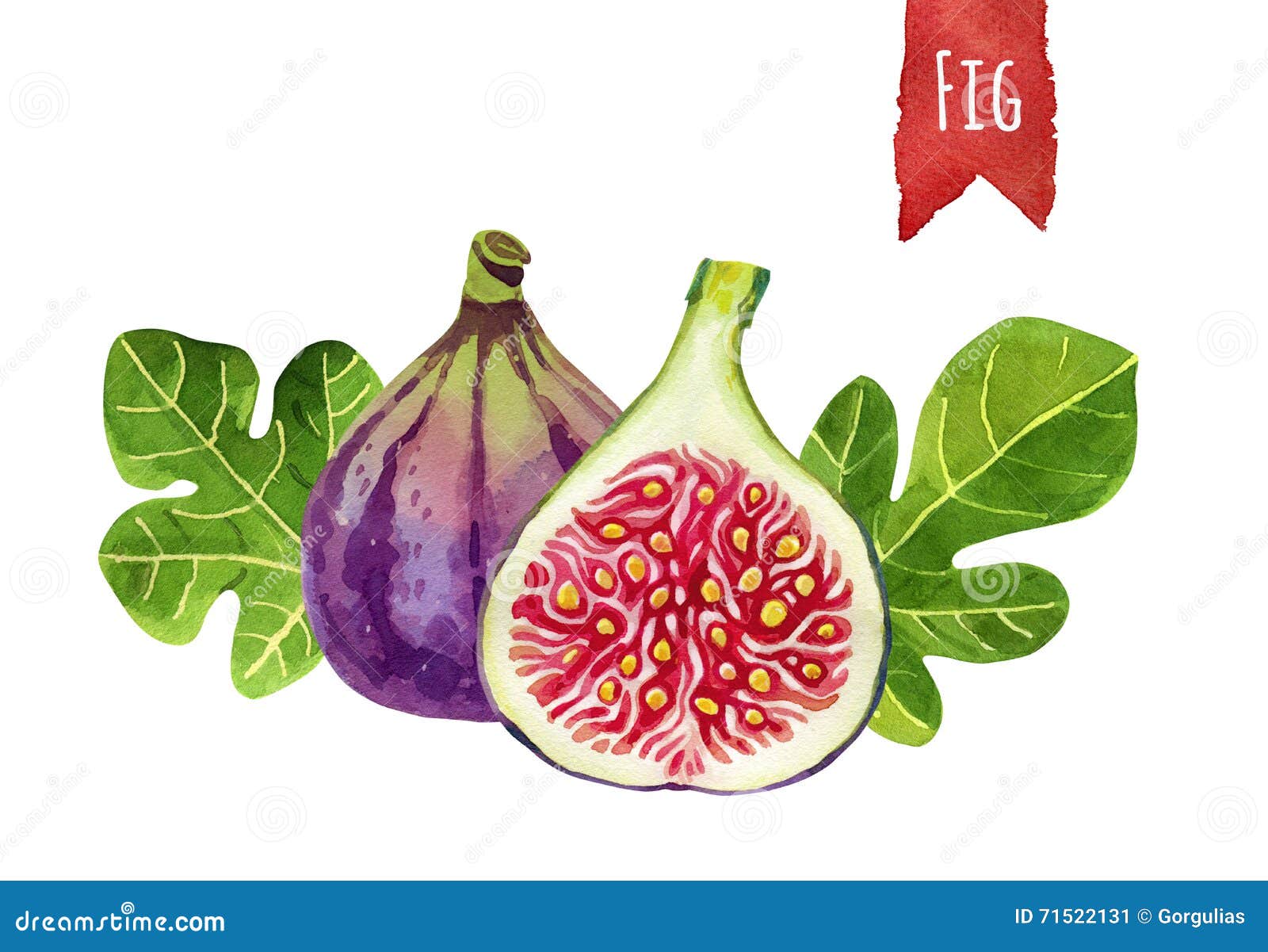 Feigen, Aquarellillustration, Beschneidungspfad Eingeschlossen Stock ...