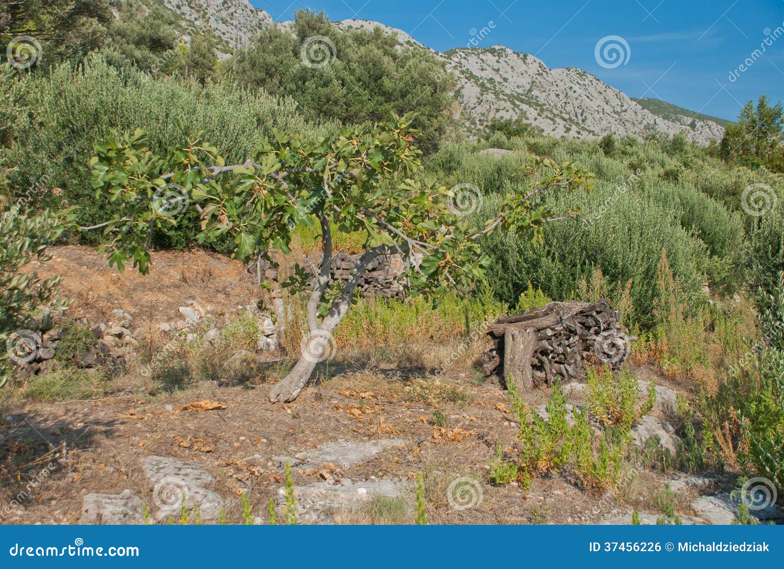 Feigenbaum Und Olive Trees - Kroatien Stockfoto - Bild von eingebürgert ...