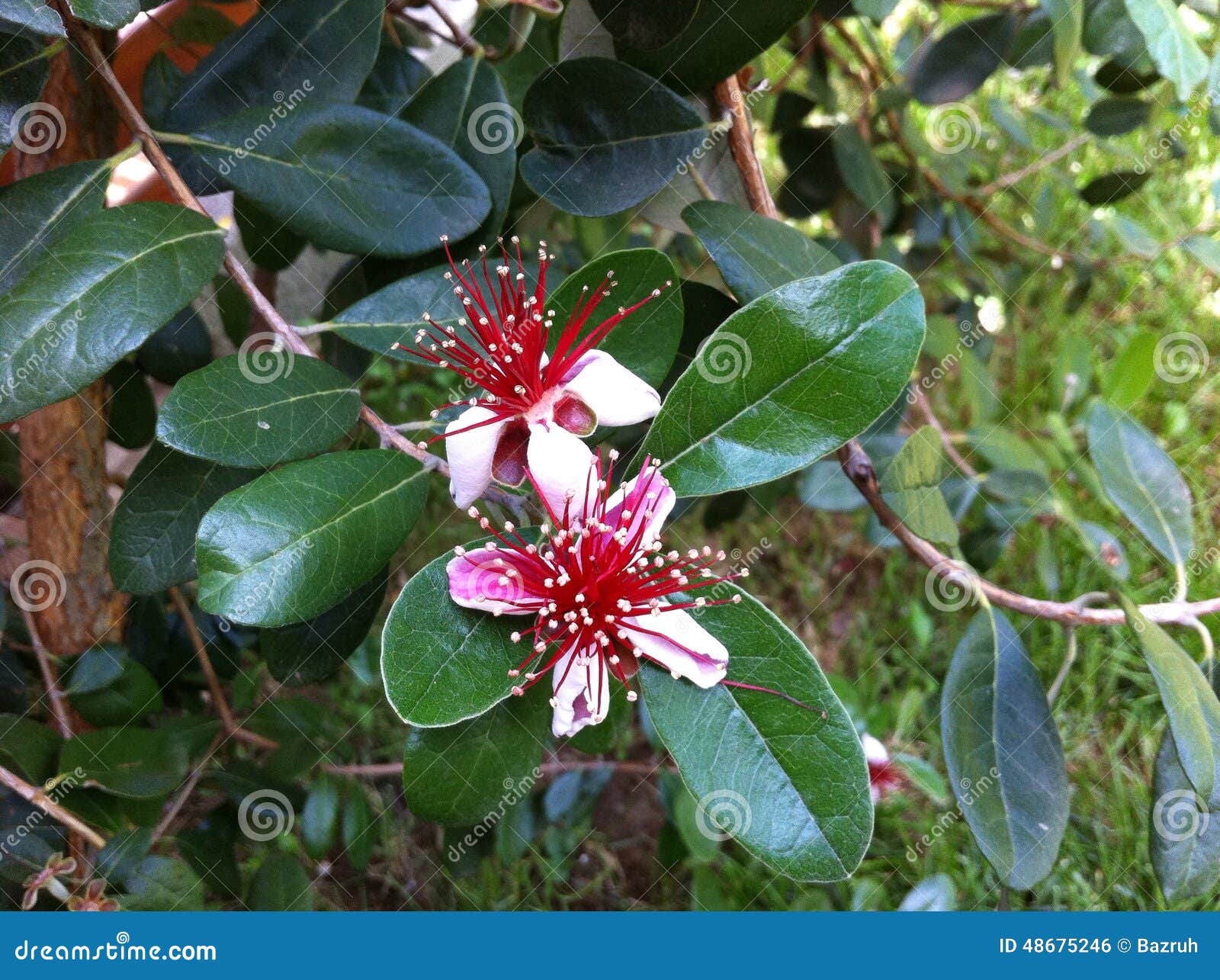 Flower Of The Feijoa Or Pineapple Guava Is A Plant From The Myrtle ...