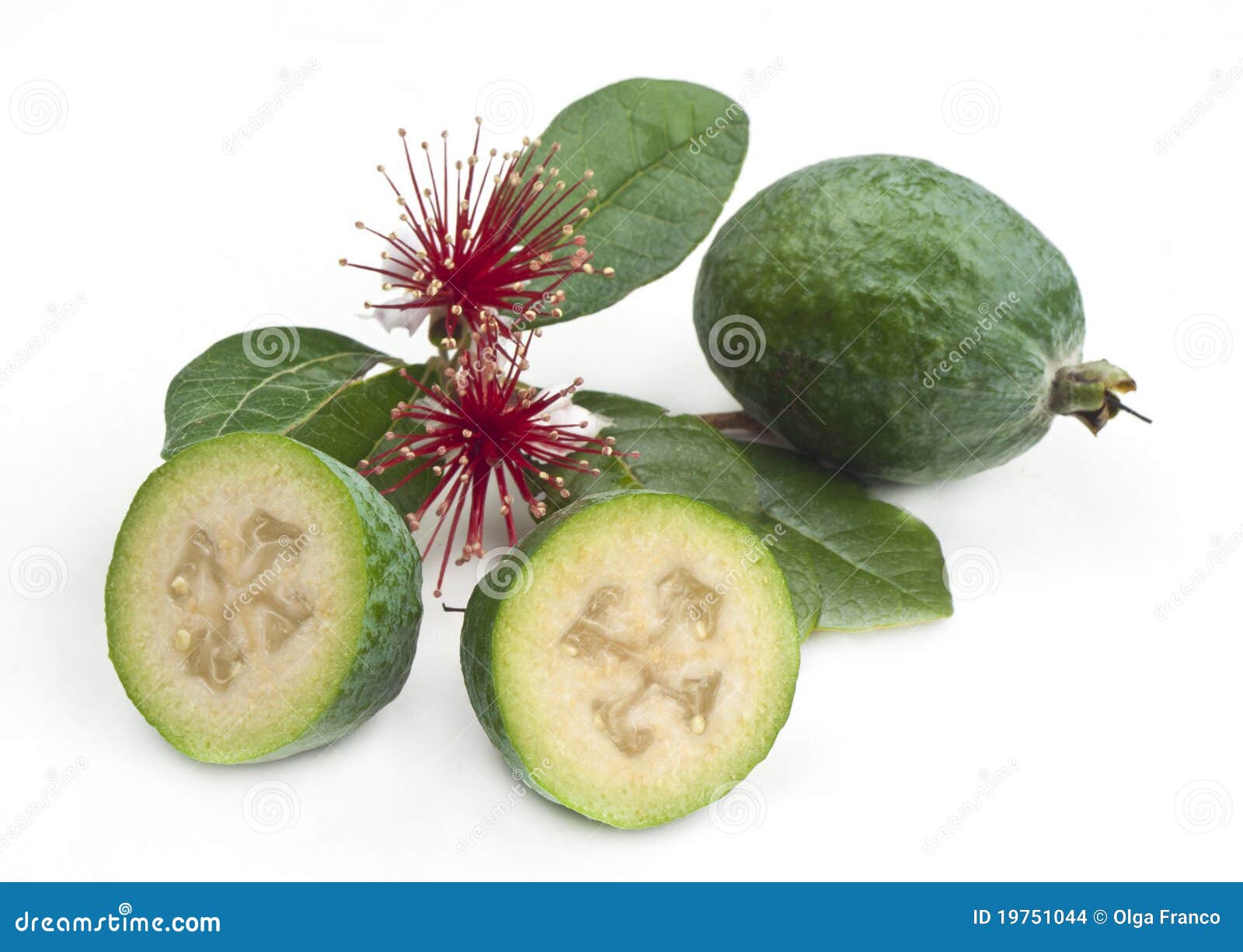Feijoa with flowers stock photo. Image of guava, white - 19751044