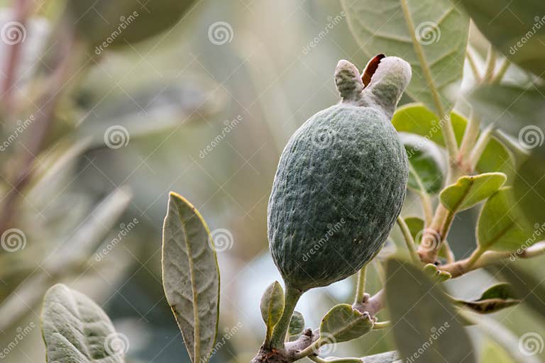 Feijoa Fruit Growing on Tree Stock Photo - Image of guava, leaves: 67980836