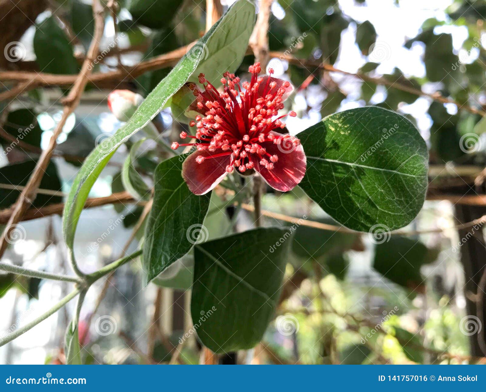 The feijoa tree in bloom stock photo. Image of exotic - 141757016