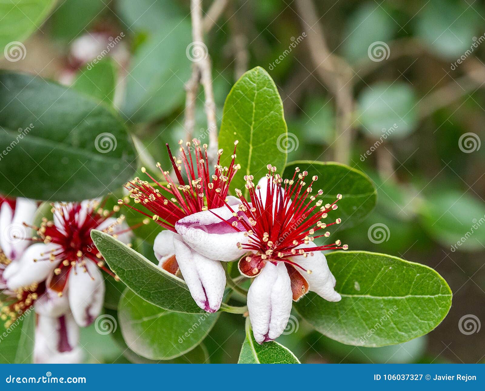Feijoa tree flower stock image. Image of beautiful, acca - 106037327
