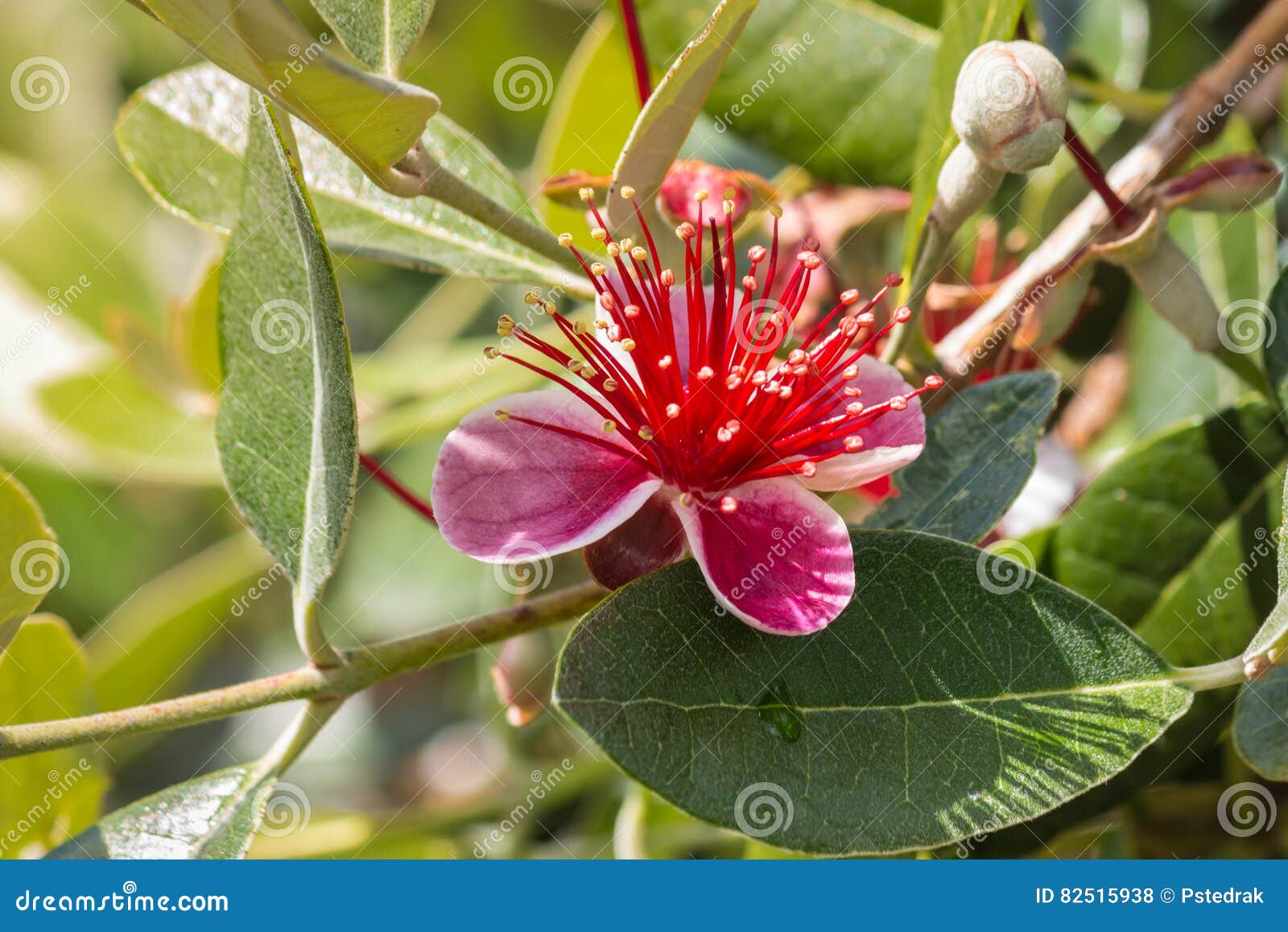Feijoa Tree Flower in Bloom Stock Photo - Image of edible, bright: 82515938
