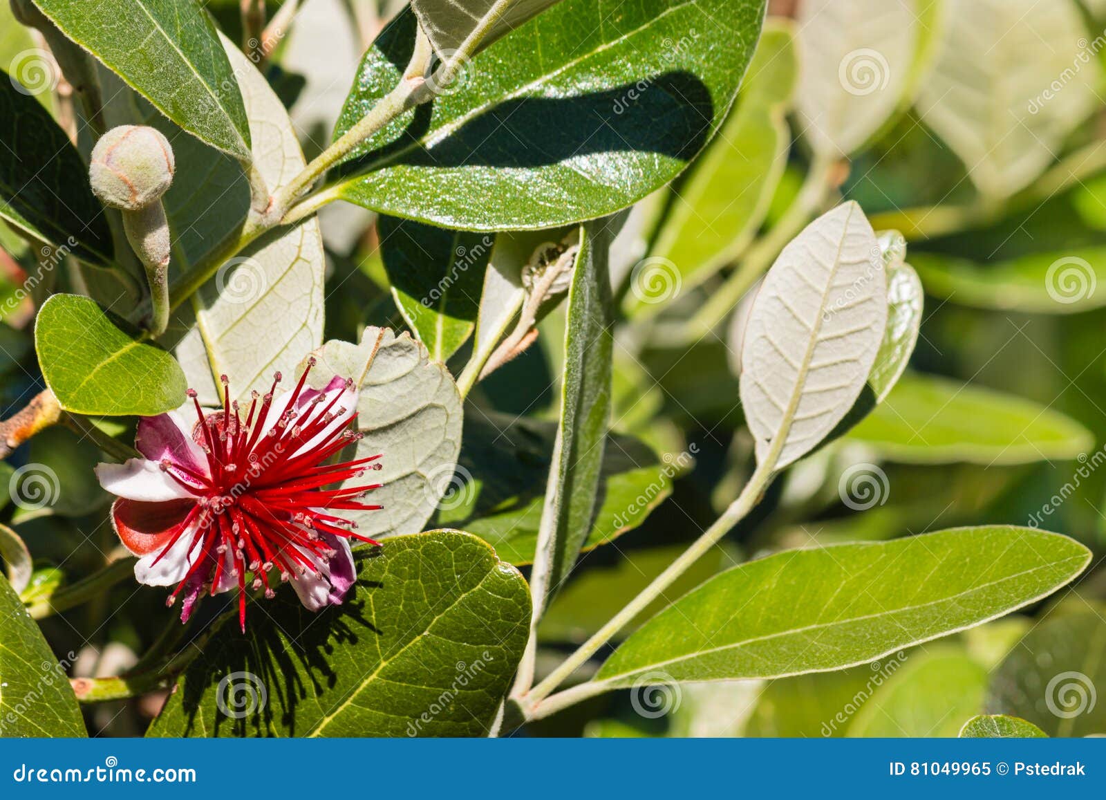 Feijoa Tree Flower and Leaves Stock Image - Image of bloom, shrub: 81049965