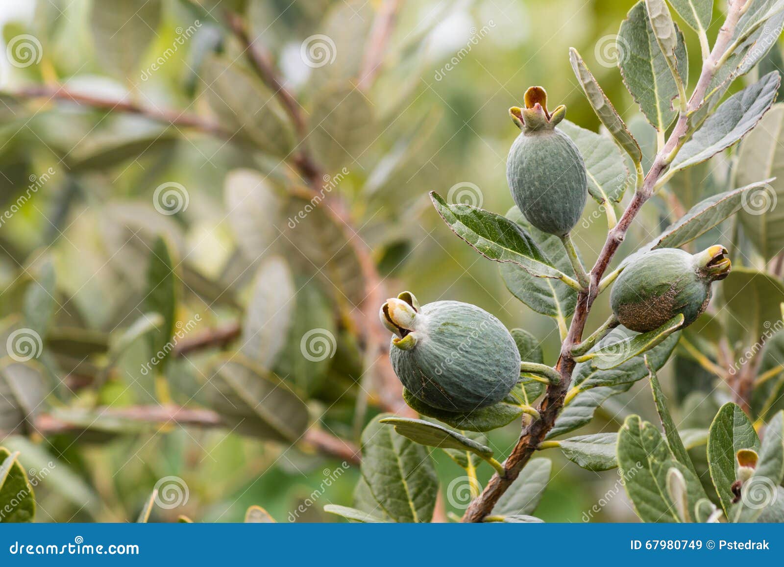 Feijoa tree with fruit stock image. Image of organic - 67980749