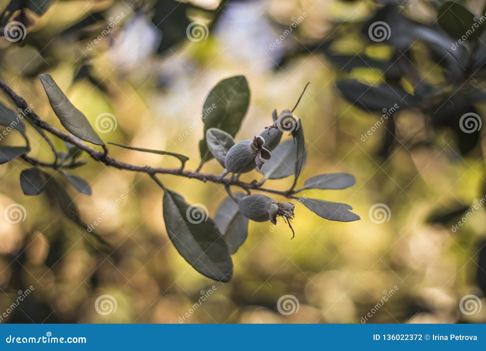 Feijoa tree with fruit stock photo. Image of eating - 136022372