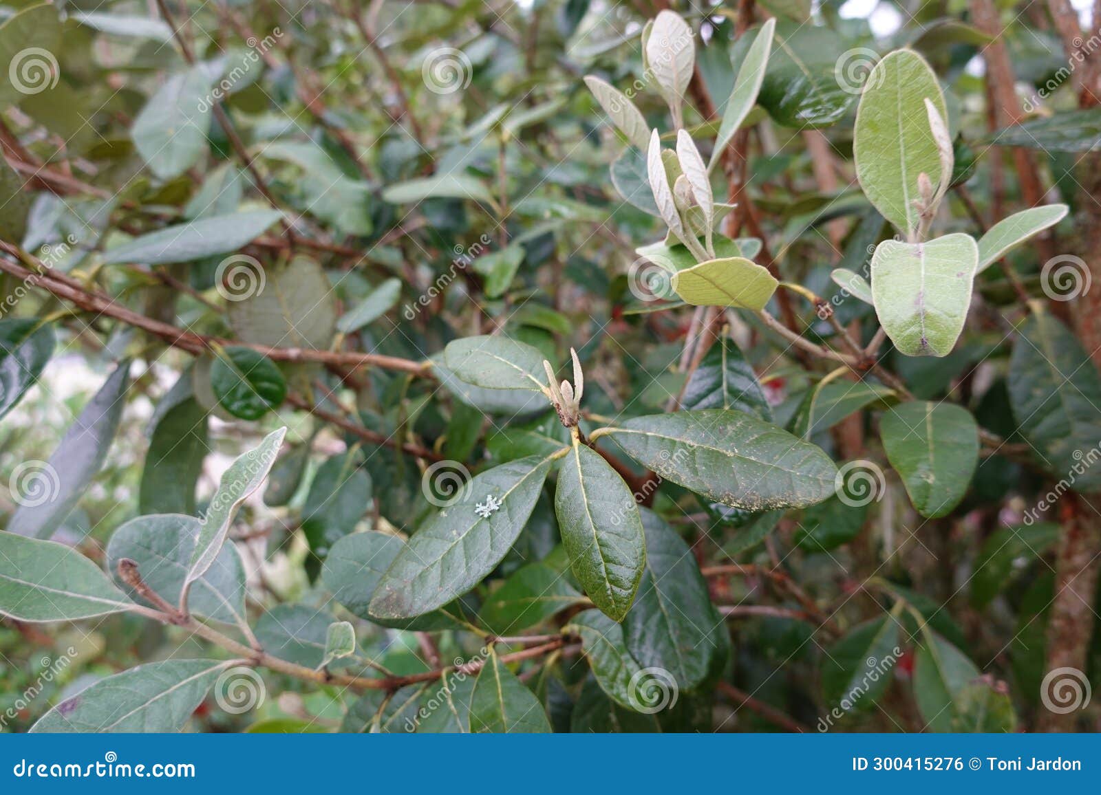 Feijoa Tree Leaves. Feijoa Cultivation in the Garden Stock Photo ...
