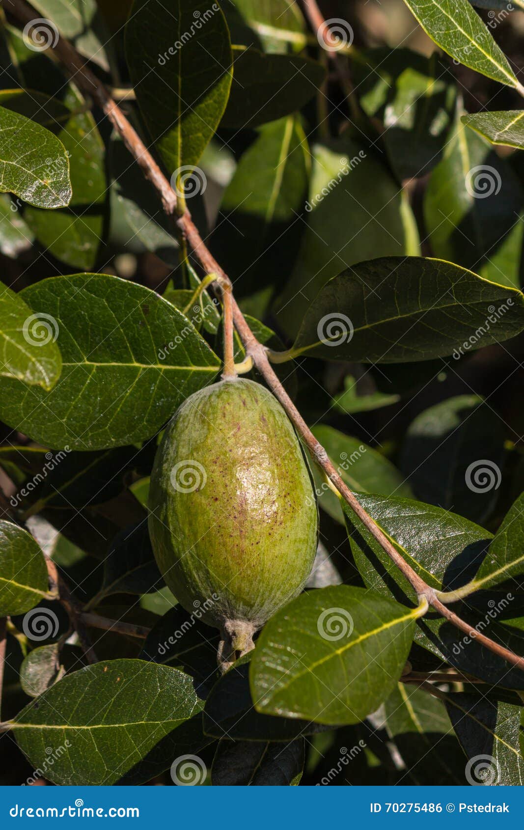 Feijoa Tree with Ripe Fruit Stock Photo - Image of healthy, closeup ...