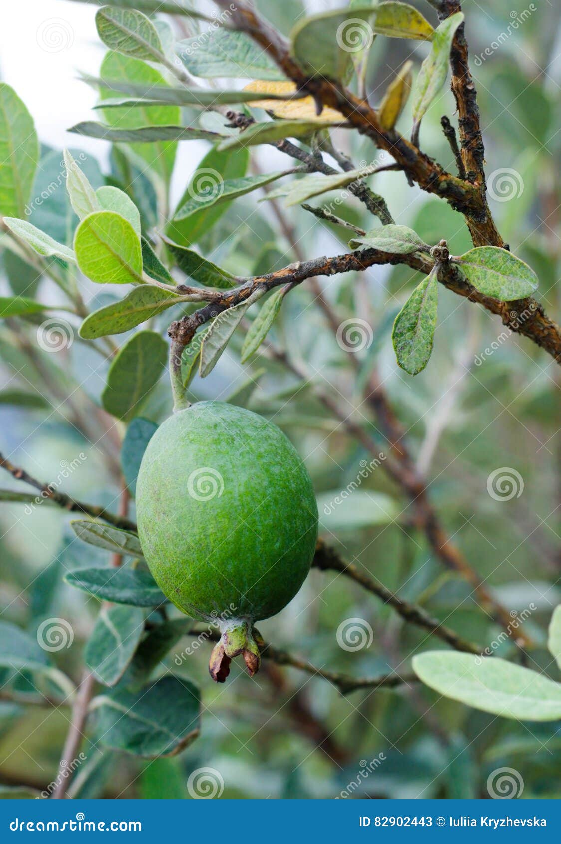 Feijoa Tree With Fruit Royalty-Free Stock Photography | CartoonDealer ...