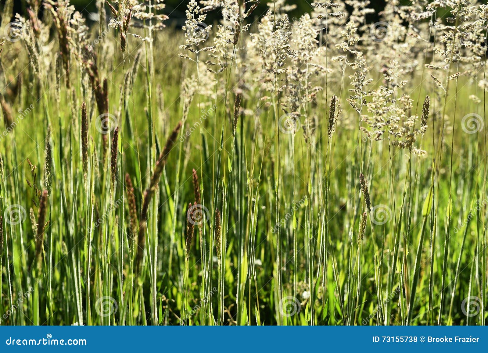 Feild of dreams stock photo. Image of gorgeous, weeds - 73155738