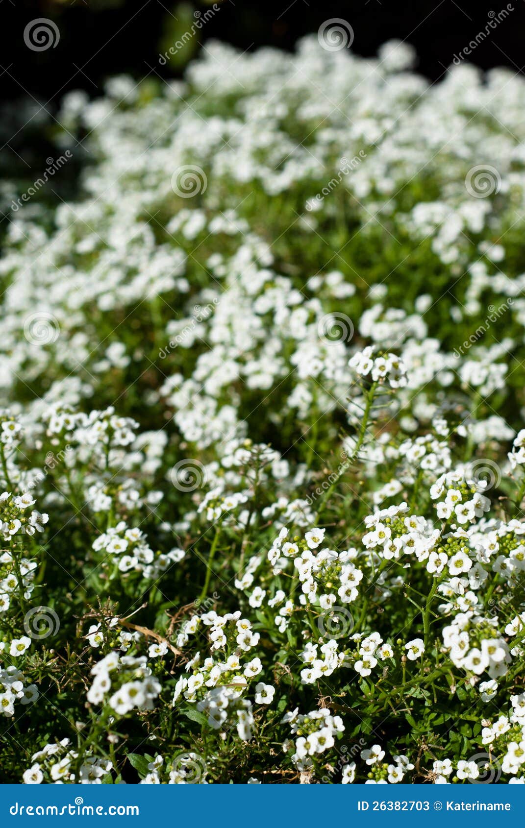 Feild pearly stock image. Image of beautiful, flowers - 26382703