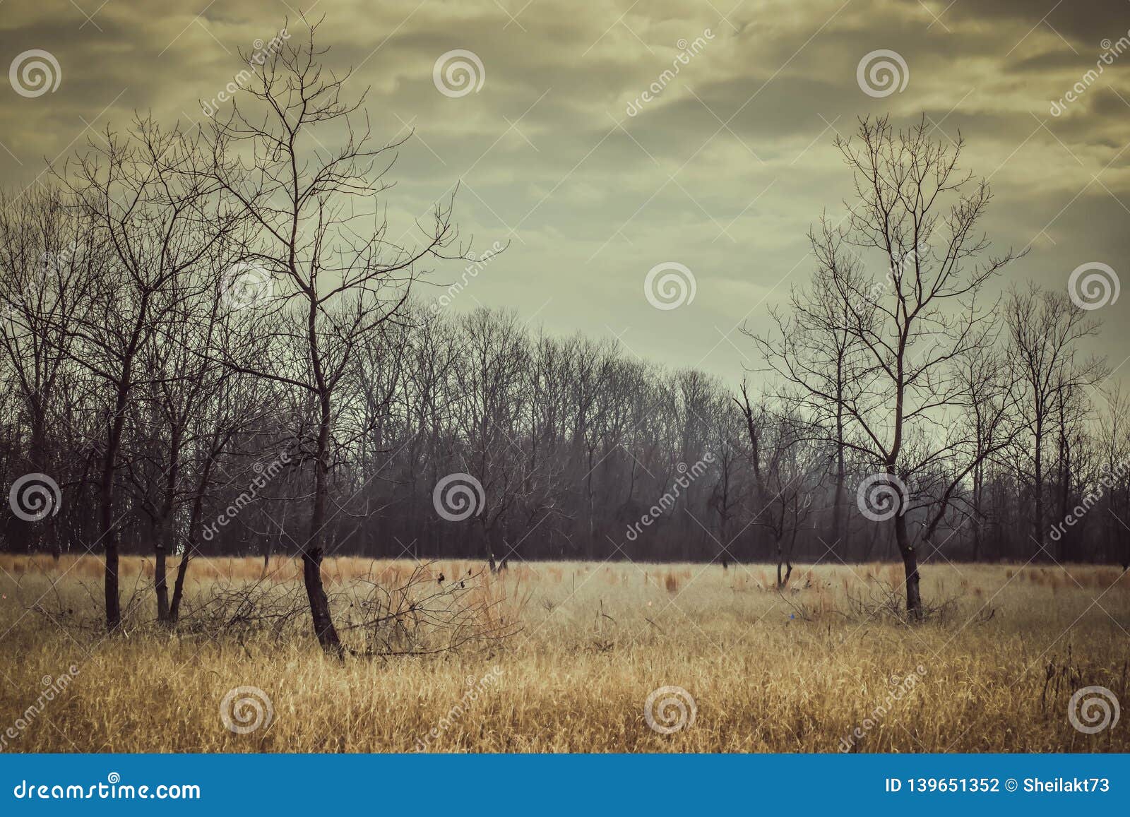 Feild of trees stock photo. Image of quit, alton, sanctuary - 139651352