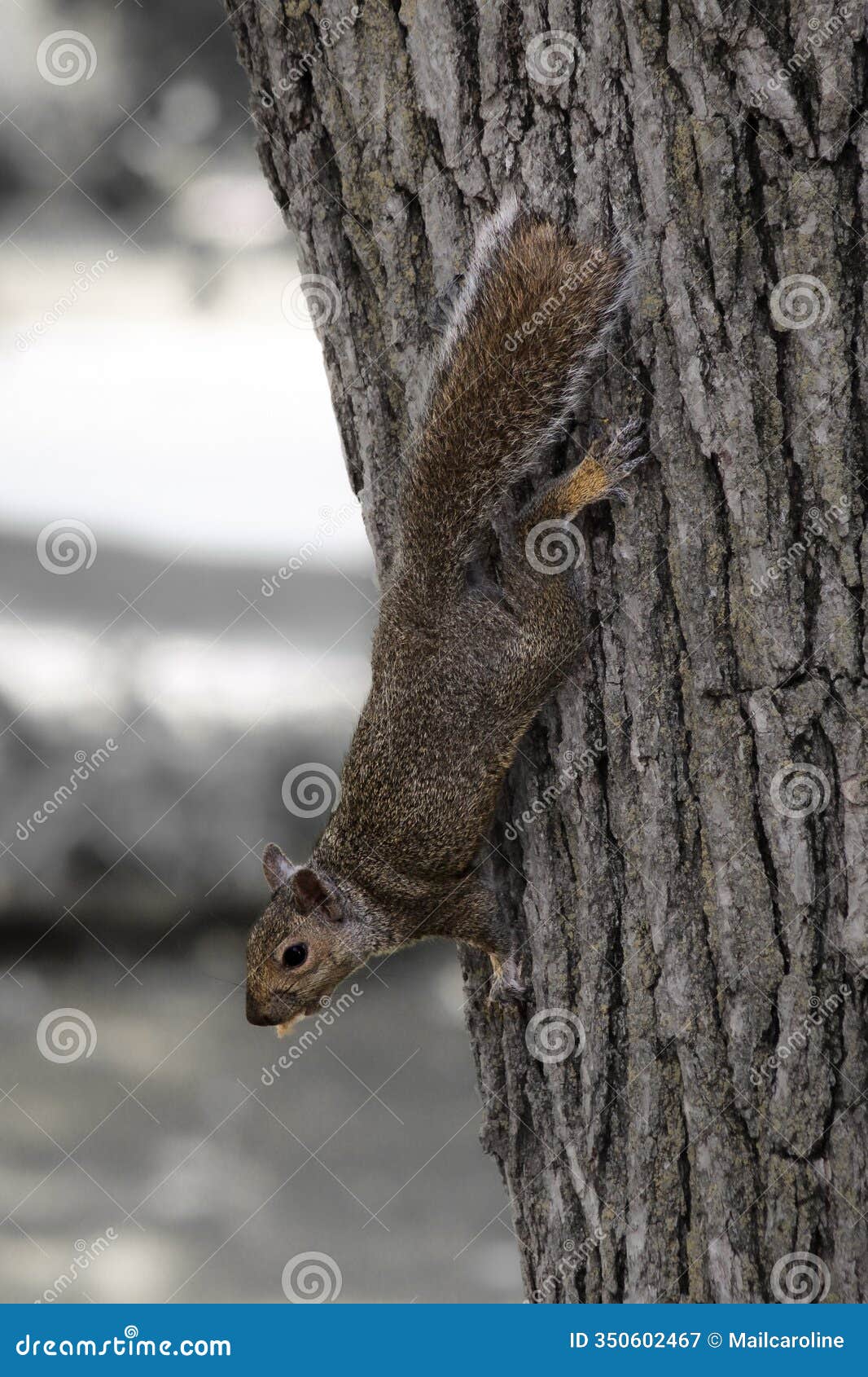 Close-up of a Squirrel Stopping To Look Up while Climbing Down a Tree ...