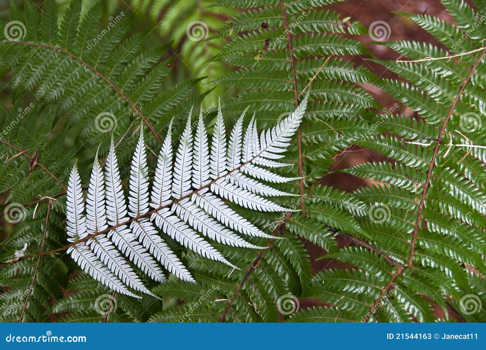 Clipart Di Pianta Di Felce Rossa