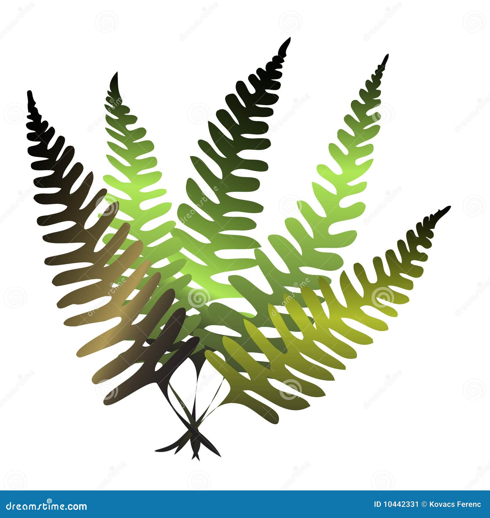 Felce della foresta illustrazione vettoriale. Illustrazione di marrone ...