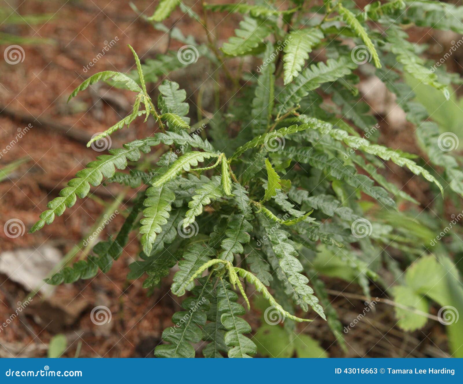 Felce Dolce O Pianta Di Straniero Di Comptonia Immagine Stock ...
