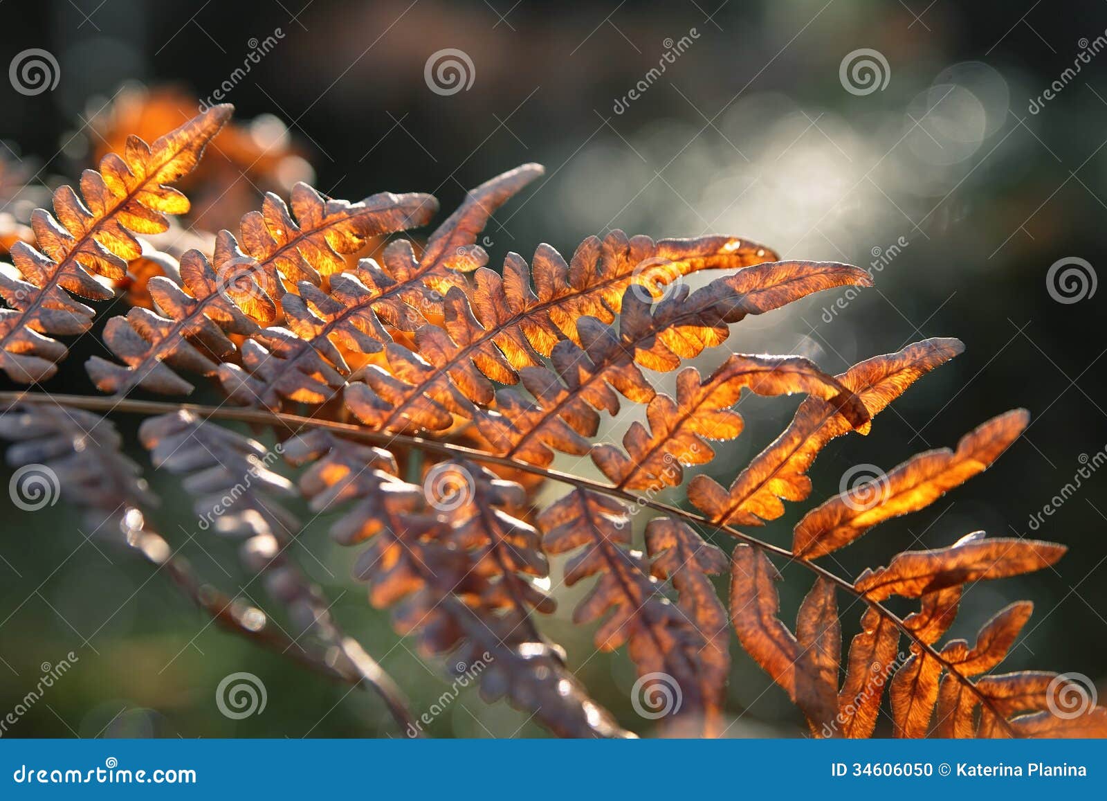Felce rossa di autunno fotografia stock. Immagine di caduta - 34606050