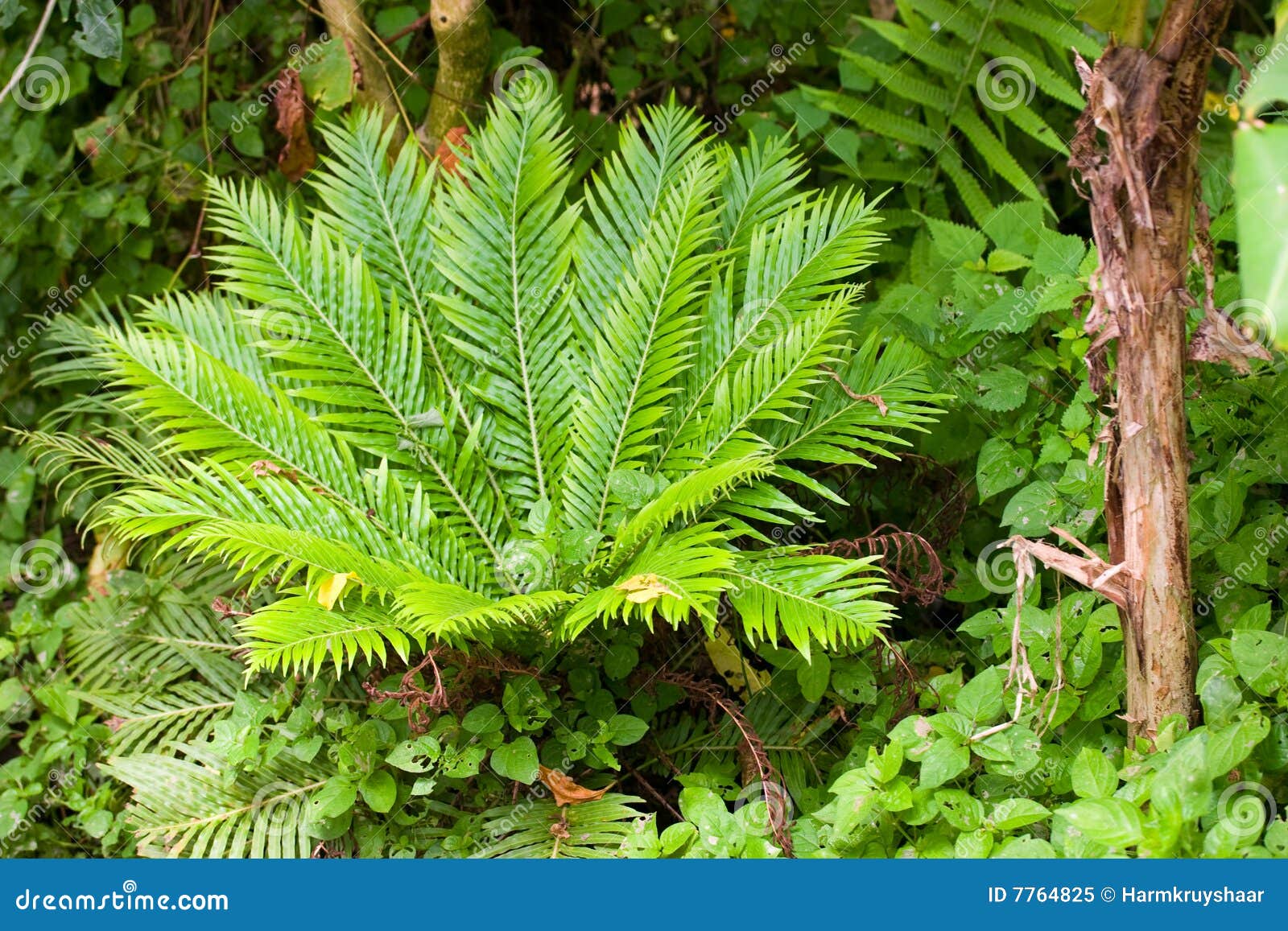 Felce in Un Giardino Tropicale Immagine Stock - Immagine di fogli ...