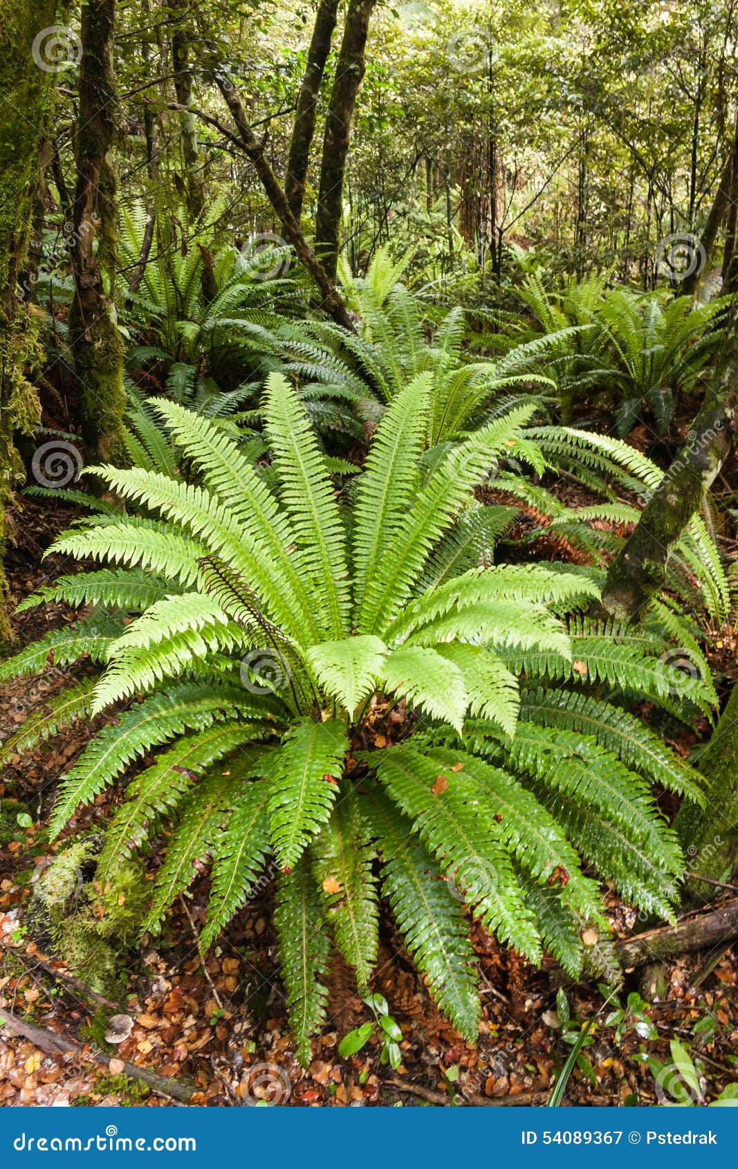 Felci Che Crescono Nella Foresta Immagine Stock - Immagine di simbolo ...