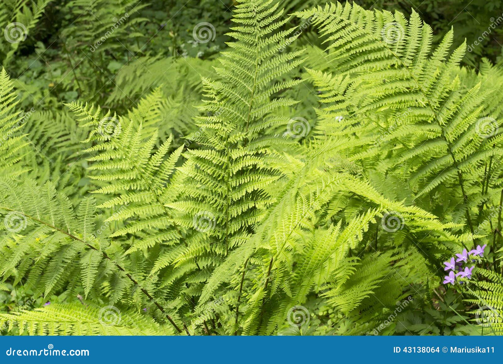 Felci con i fiori blu fotografia stock. Immagine di specie - 43138064