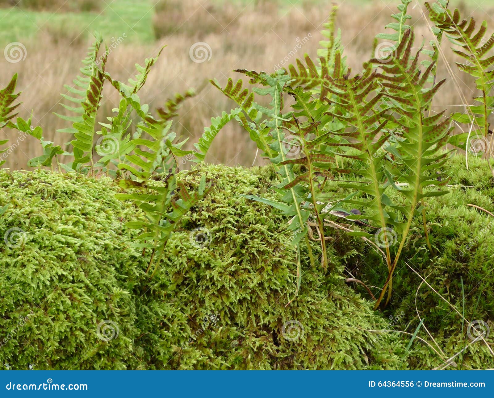 Felci con le spore fotografia stock. Immagine di foglio - 64364556