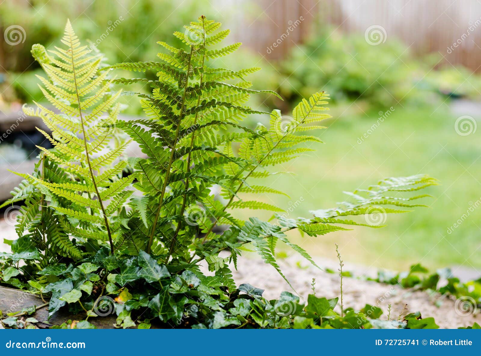 Felci del giardino immagine stock. Immagine di flora - 72725741