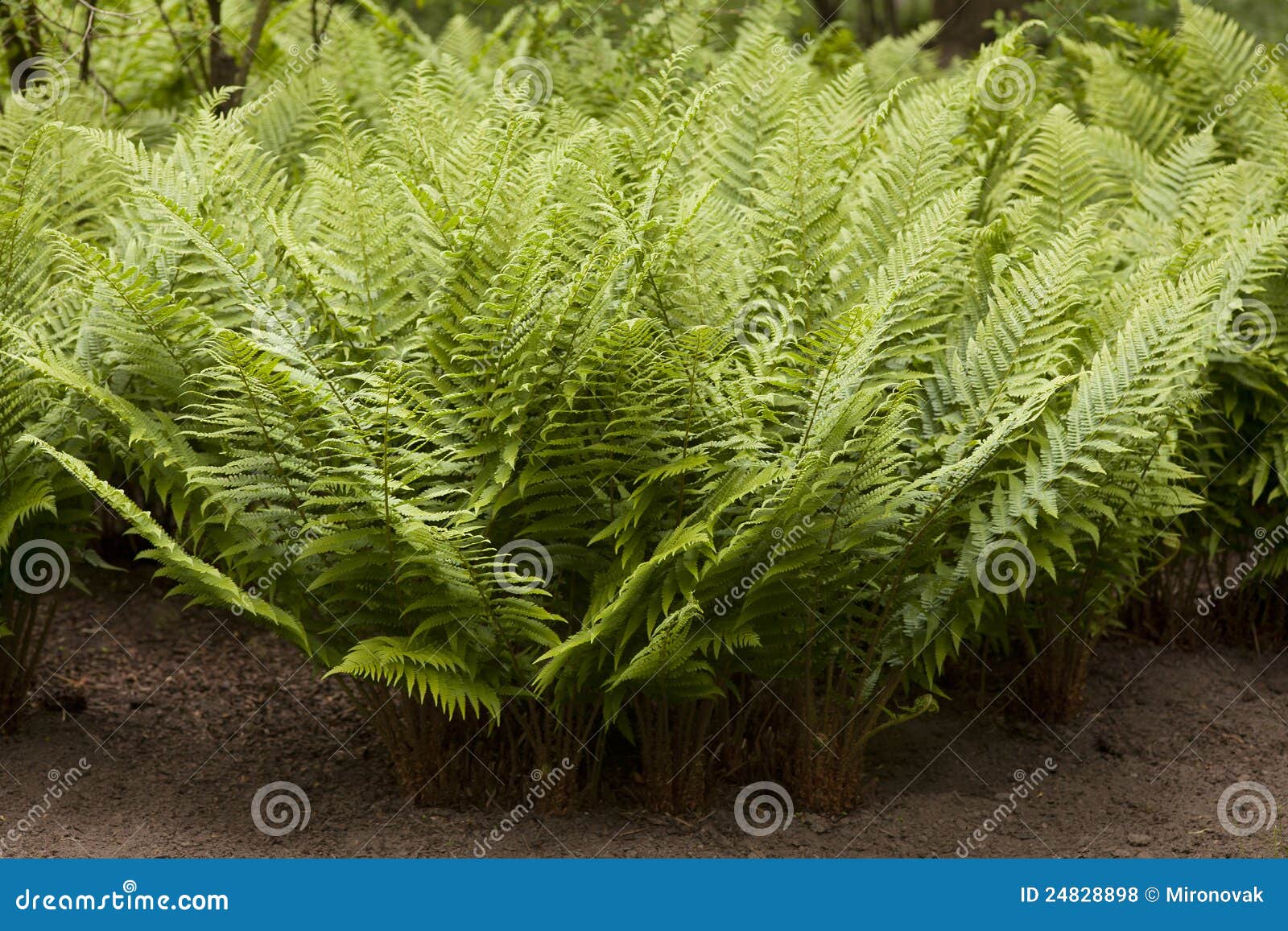 Felci in giardino fotografia stock. Immagine di giardino - 24828898