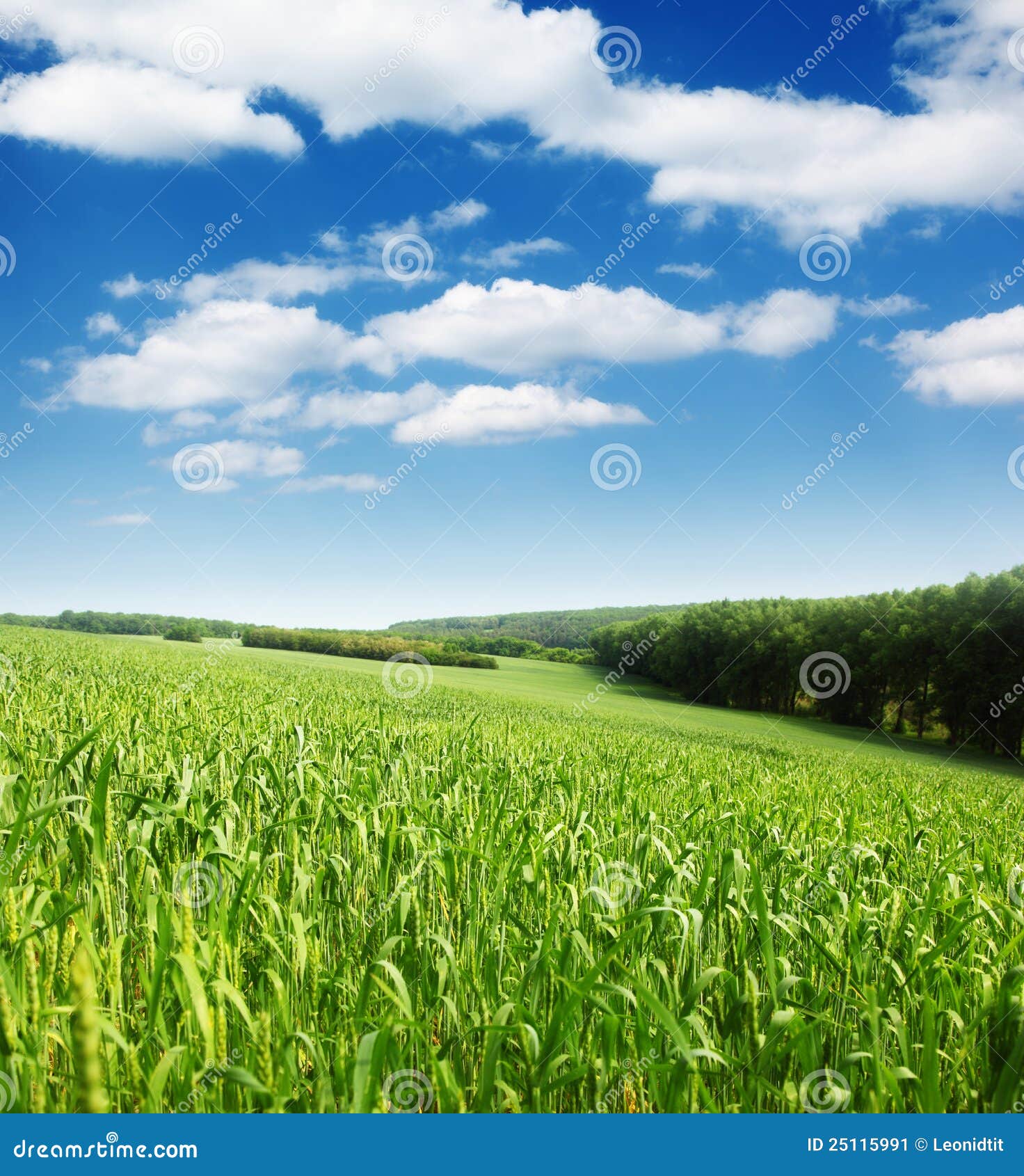 Feld stockbild. Bild von pflanzen, blume, nave, getreidefeld - 25115991