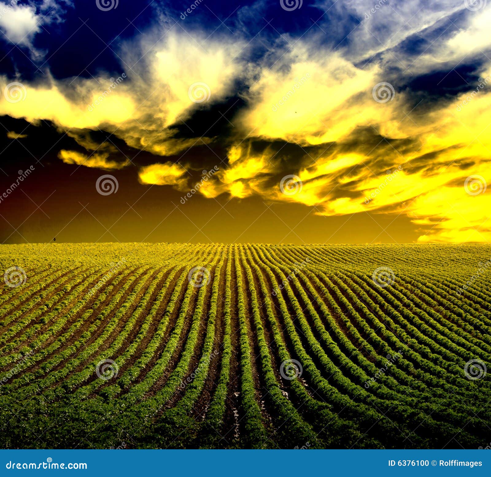 Feld stockfoto. Bild von landwirtschaft, getreide, gold - 6376100