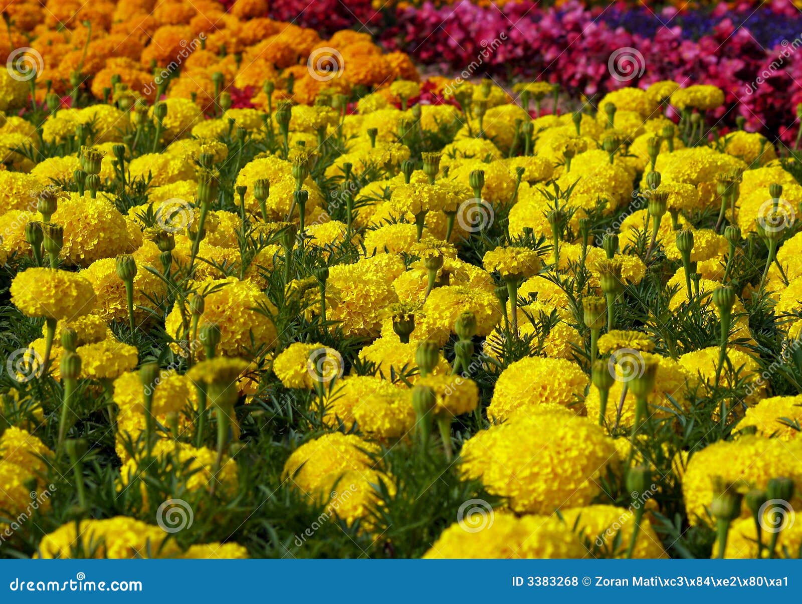 Feld der Blumen stockfoto. Bild von garten, dynamisch - 3383268