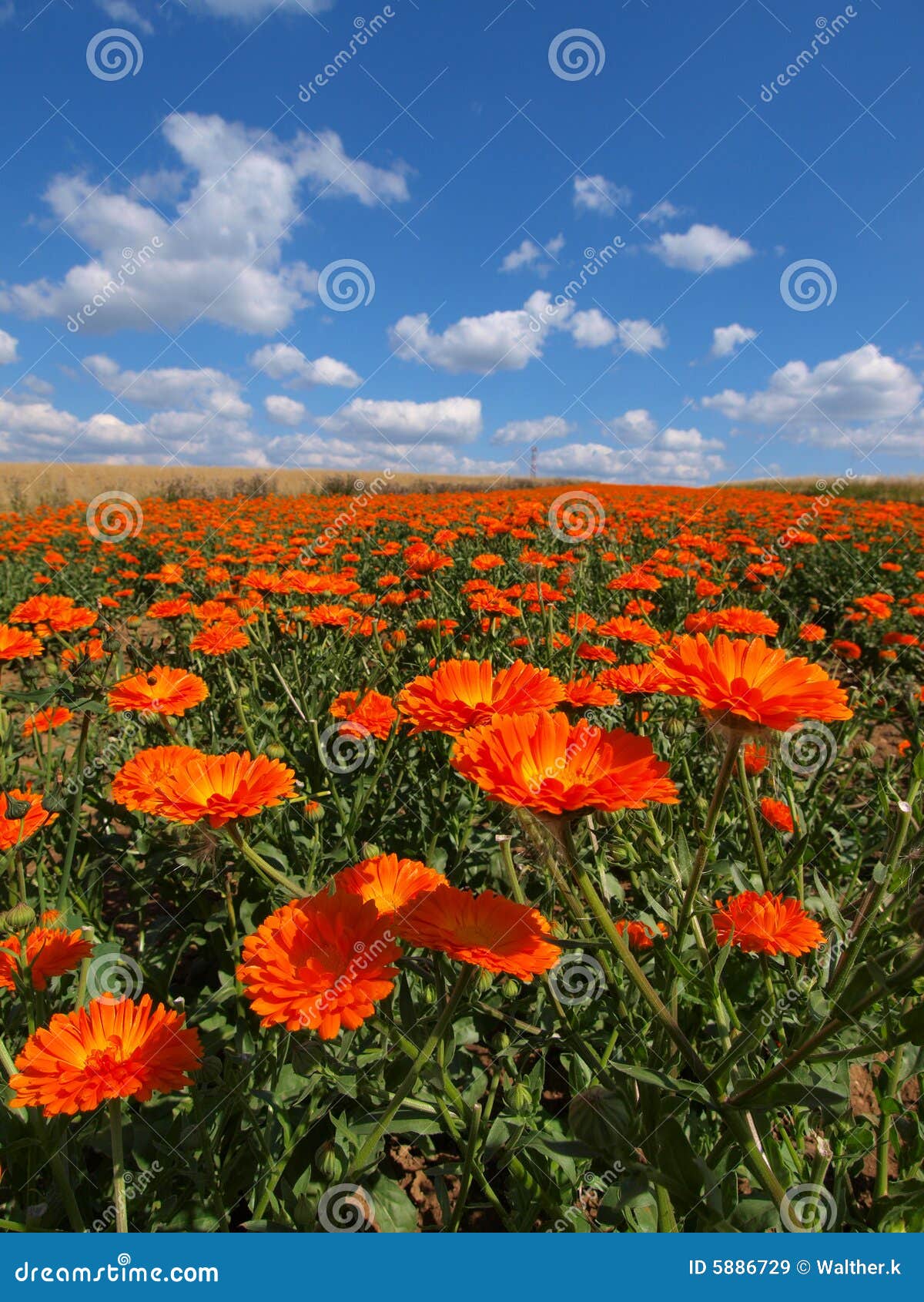 Feld der Blumen stockbild. Bild von bewölkt, bunt, nave - 5886729